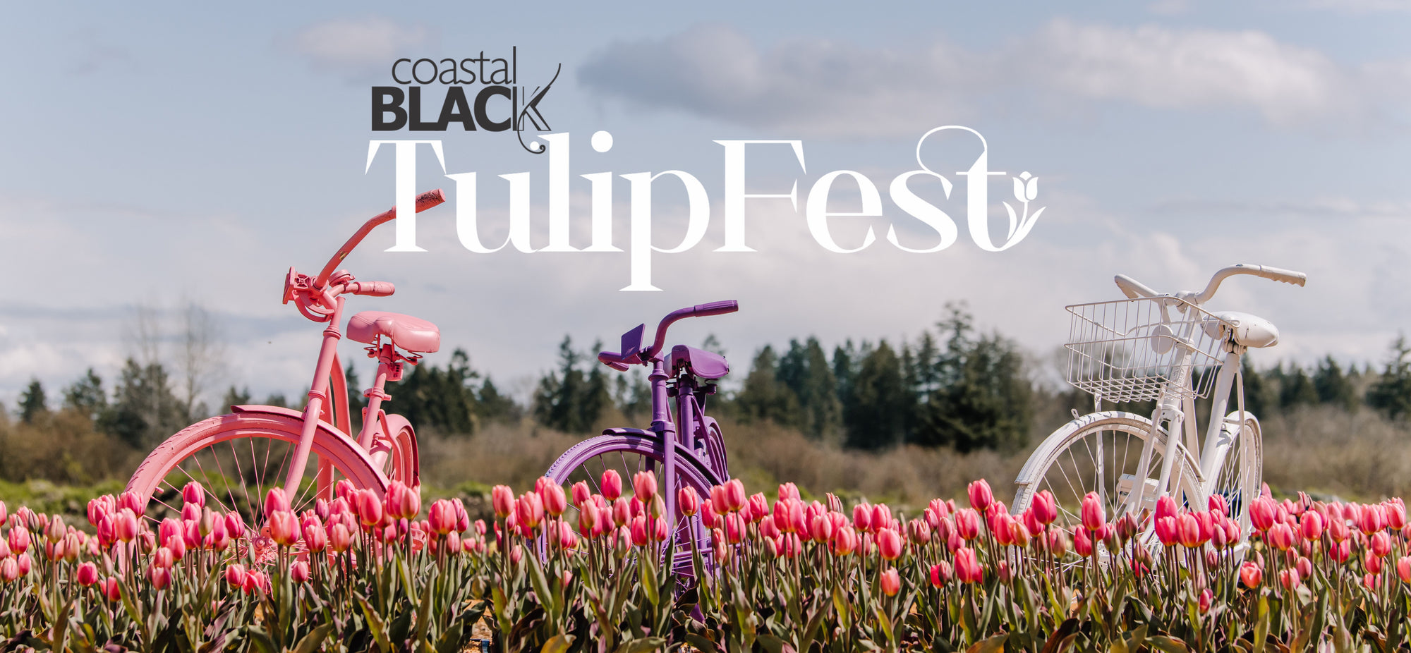 2025 Tulip Festival – Coastal Black