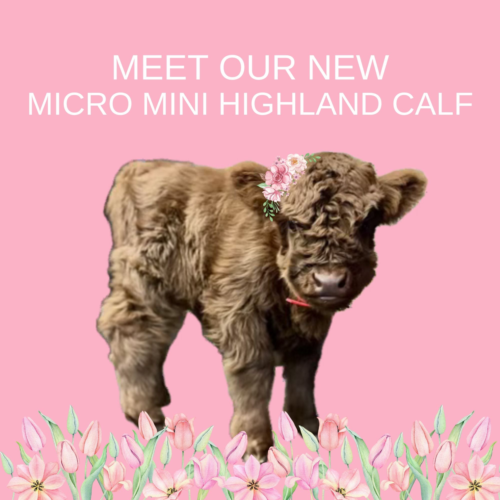 Micro Miniature Highland Calf – Coastal Black